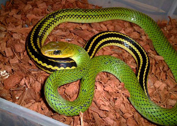 游蛇科 Colubridae 蓝色动物学（中国动物科普）